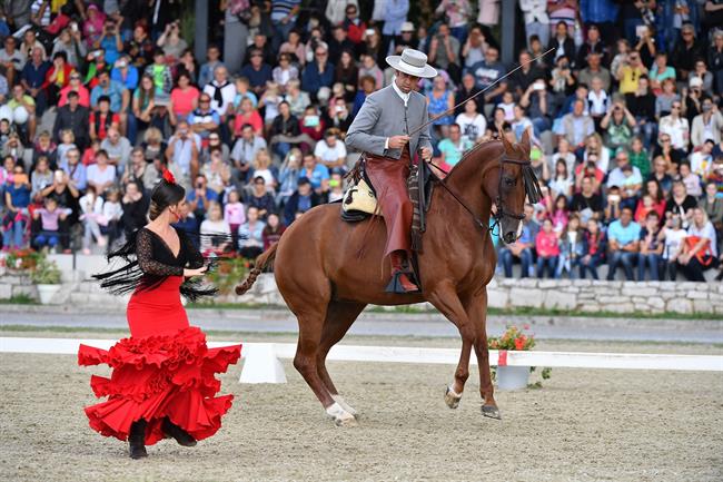 Najlepši lipicanci so navdušili - MojaLeta.si